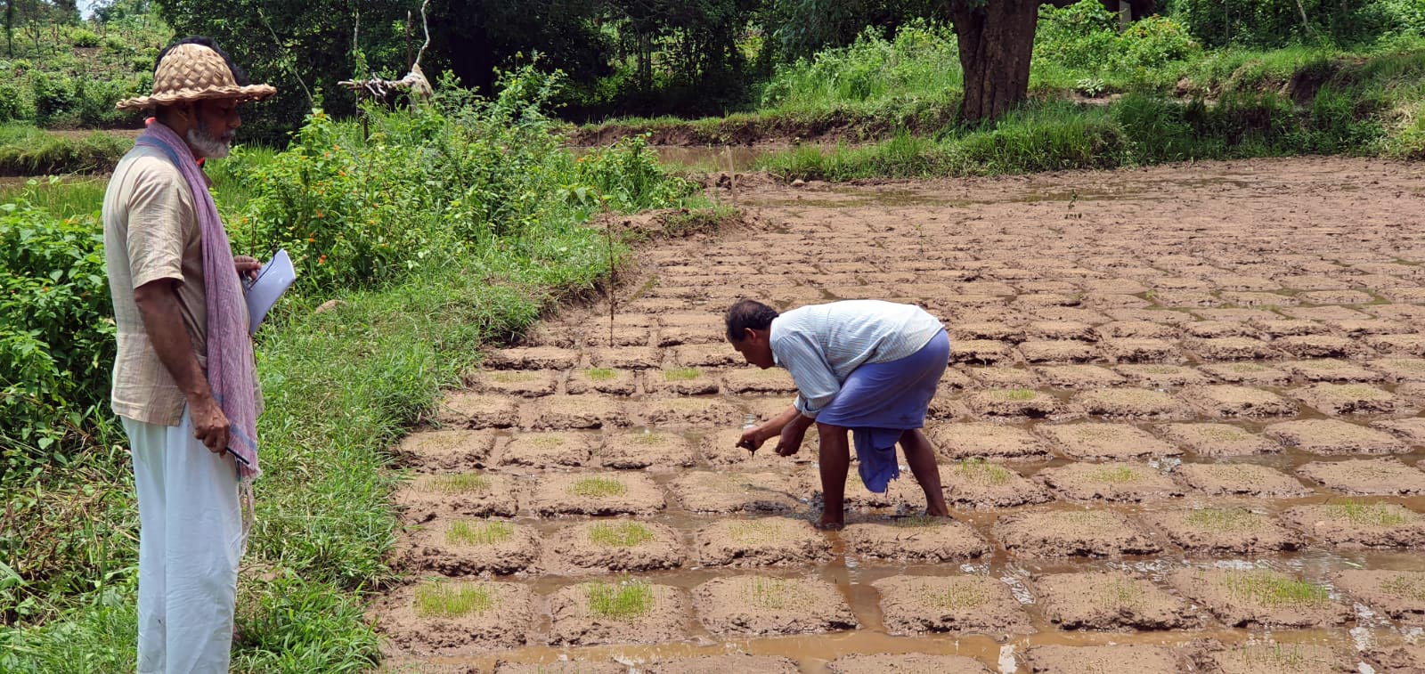 On a Trail to Preserve Indigenous Rice - Inspiring Odisha